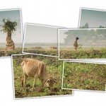 How to Create Multiple Frames with One Image in Adobe InDesign - iDevie