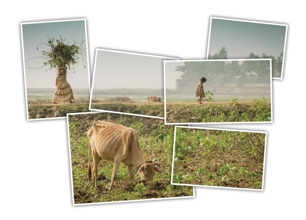 How to Create Multiple Frames with One Image in Adobe InDesign - iDevie