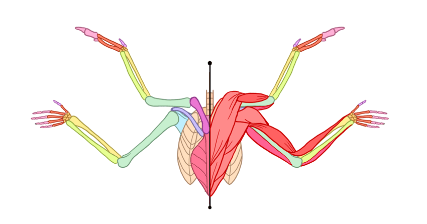How to Draw Angel Wings - iDevie